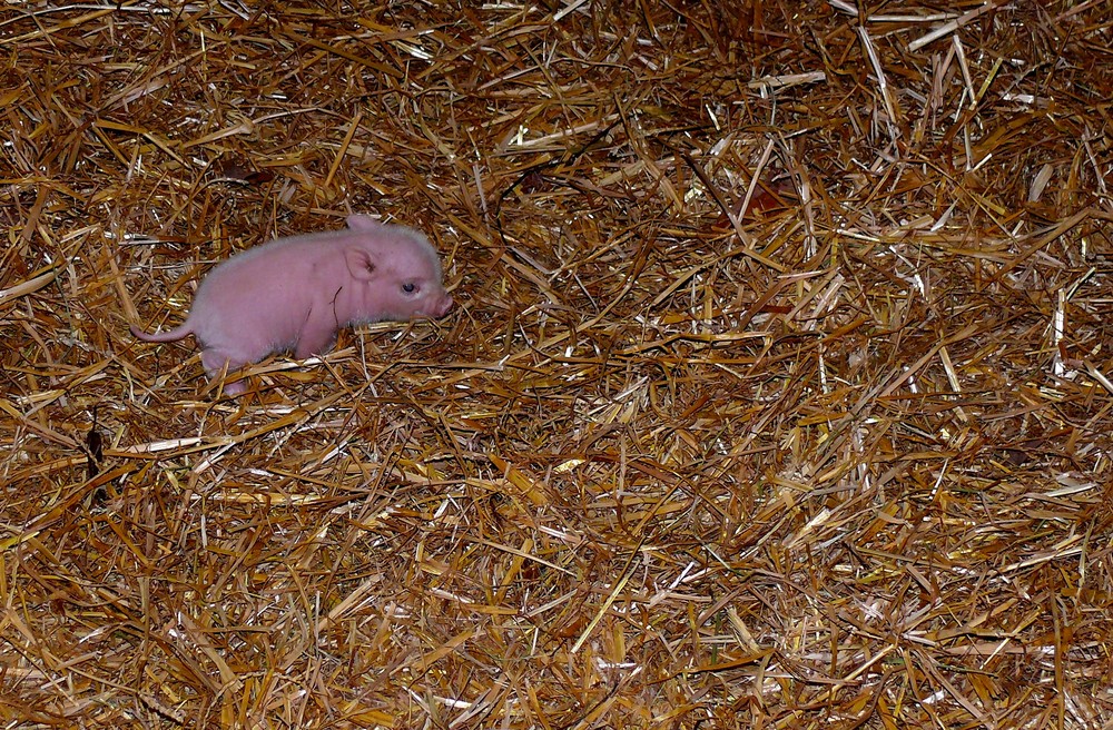 Minischweinchen Foto & Bild | tiere, zoo, wildpark & falknerei ...