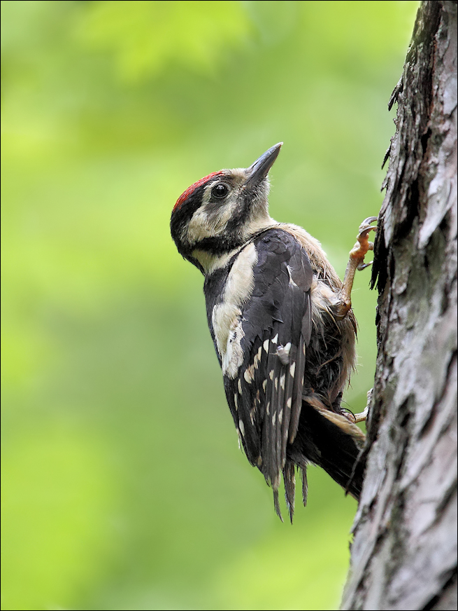 Minispecht Foto & Bild | tiere, wildlife, wild lebende vögel Bilder auf ...