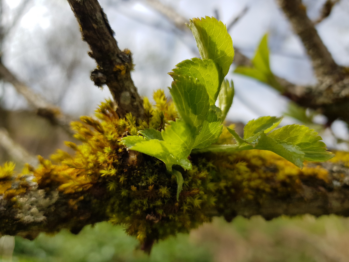 Miniwelt Foto & Bild | landschaft, jahreszeiten, lebensräume Bilder auf ...