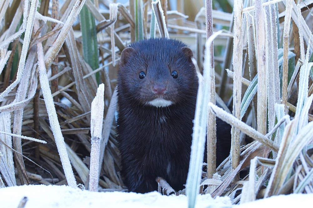 Mink 1 Archiv 2018 Foto & Bild | tiere, wildlife, säugetiere Bilder auf ...
