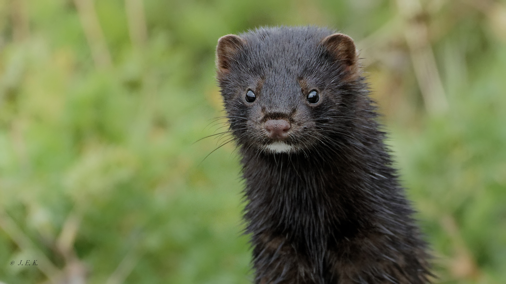 Mink Foto And Bild Säugetiere Marder Neovison Vison Bilder Auf Fotocommunity