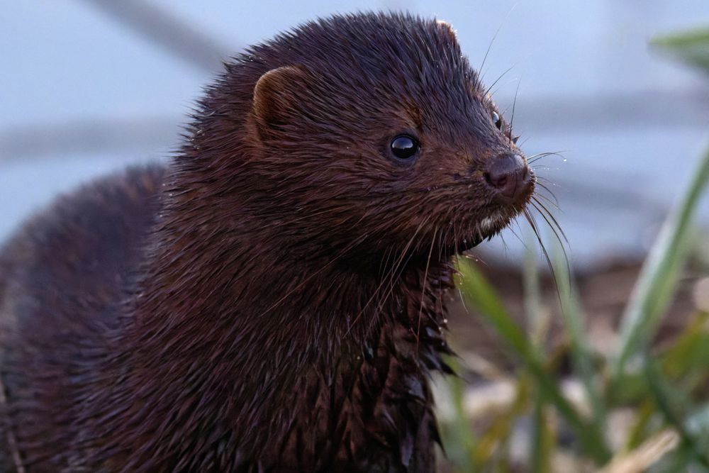 Mink (Neogale vison) ganz nah Foto & Bild | tiere, wildlife, säugetiere ...