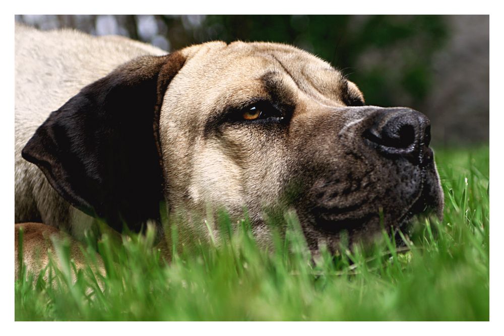 Minosse Foto % Immagini| animali, animali domestici e da cortile, cani ...