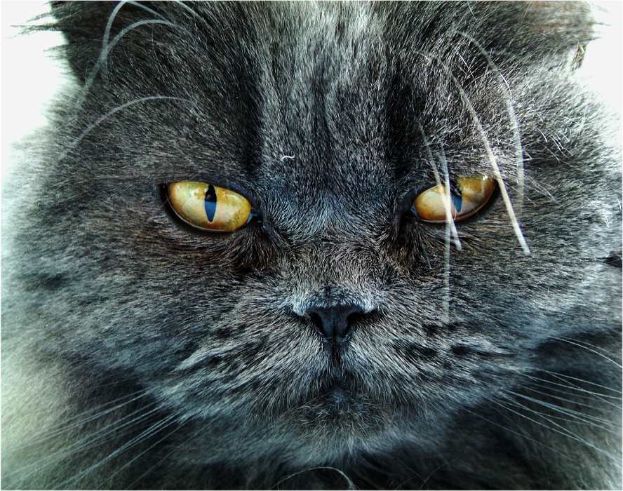 Minou Foto & Bild | tiere, haustiere, katzen Bilder auf fotocommunity