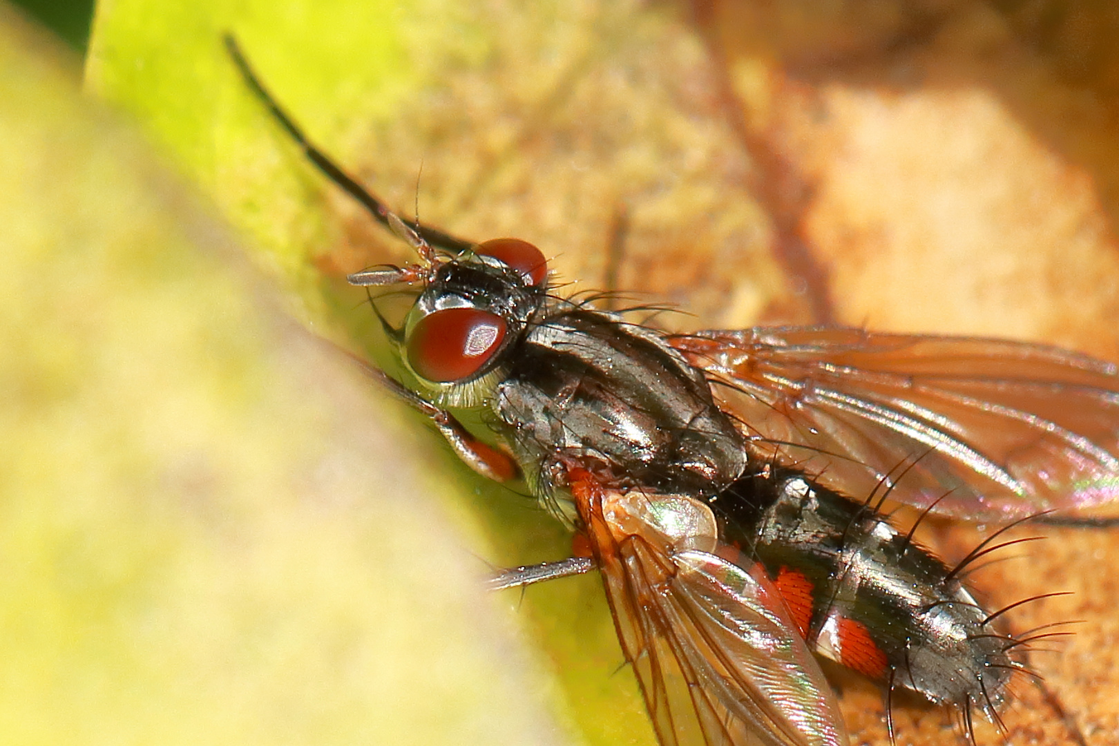 Mintho rufiventris - Raupenfliege Foto & Bild | tiere, wildlife ...