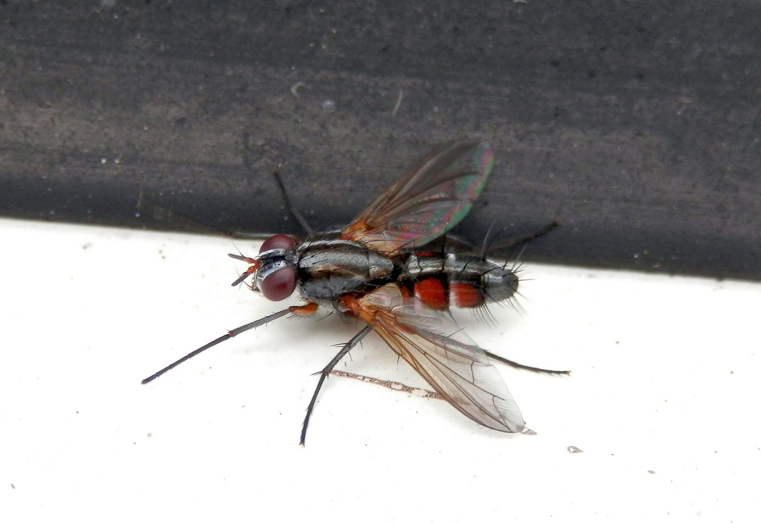 Mintho rufiventris - Raupenfliege ohne deutschen Namen Foto & Bild ...