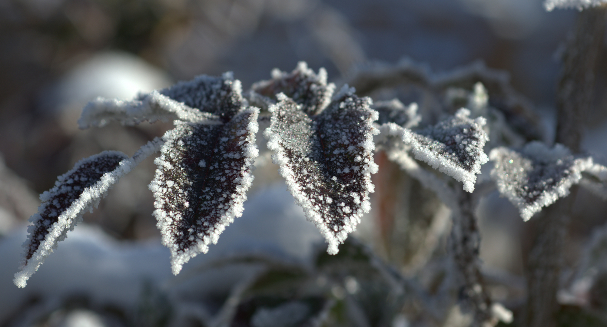 minus 12 grad Foto & Bild | jahreszeiten, natur-kreativ, winter Bilder ...