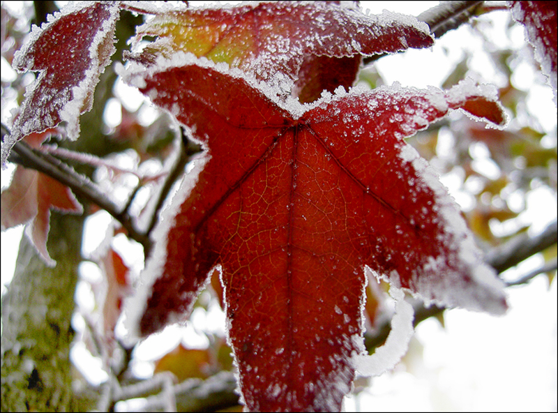 Minusgrade Foto & Bild | jahreszeiten, winter, natur Bilder auf ...