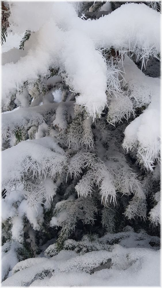 Minusgrade Foto & Bild | outdoor, bäume, winter Bilder auf fotocommunity