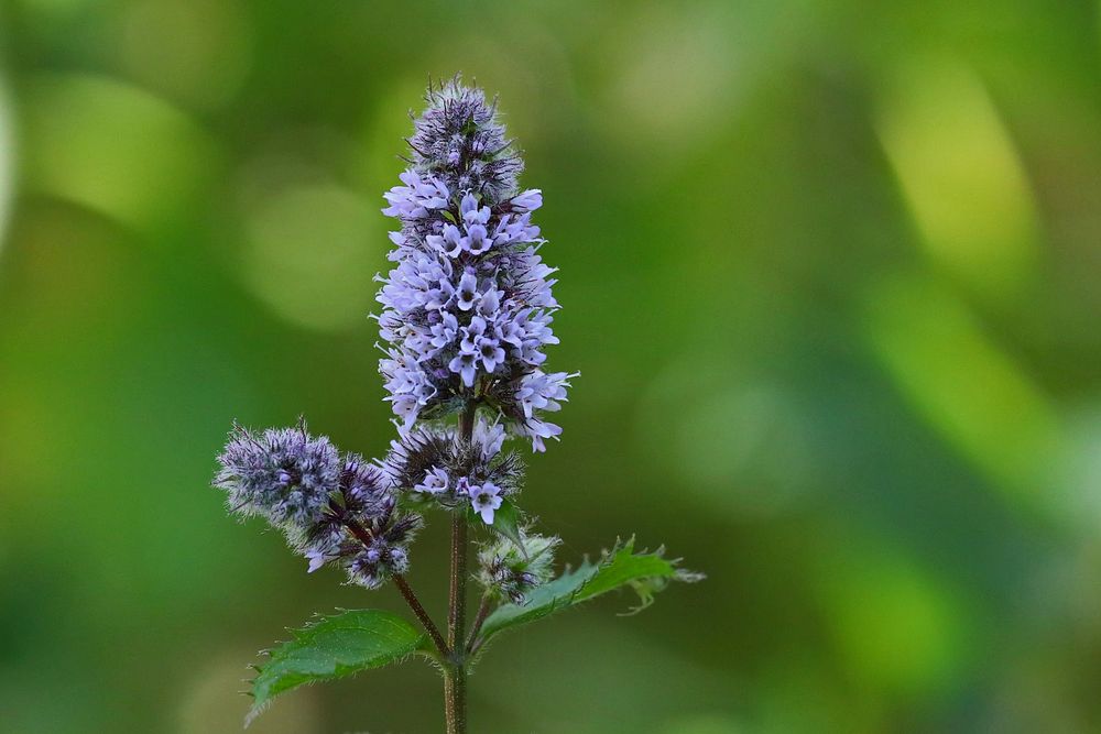 Minze Foto & Bild | blumen, blüten, fotos, sommer Bilder auf fotocommunity