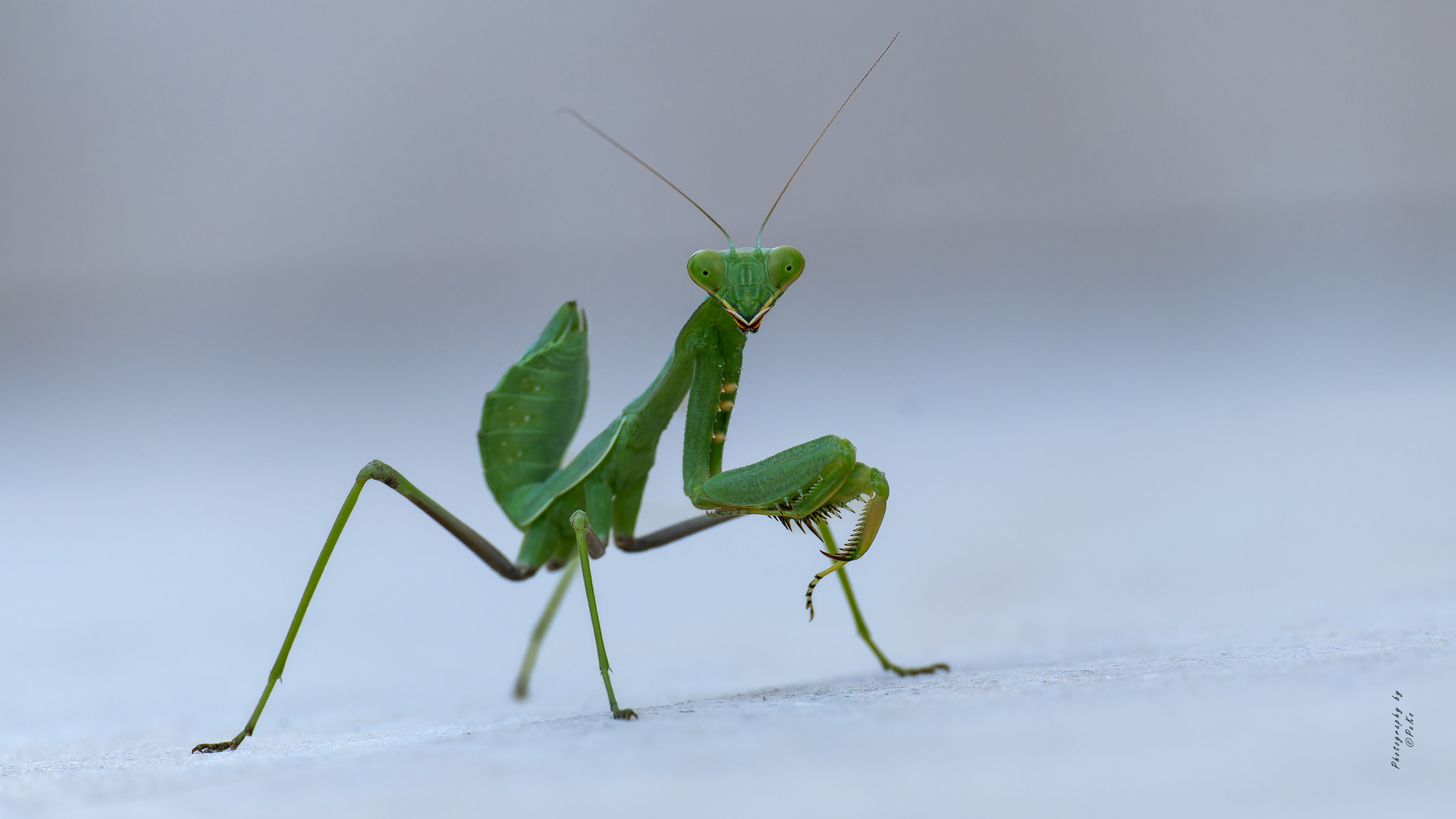 Miomantis-caffra Foto & Bild | natur, insekten, tiere Bilder auf ...