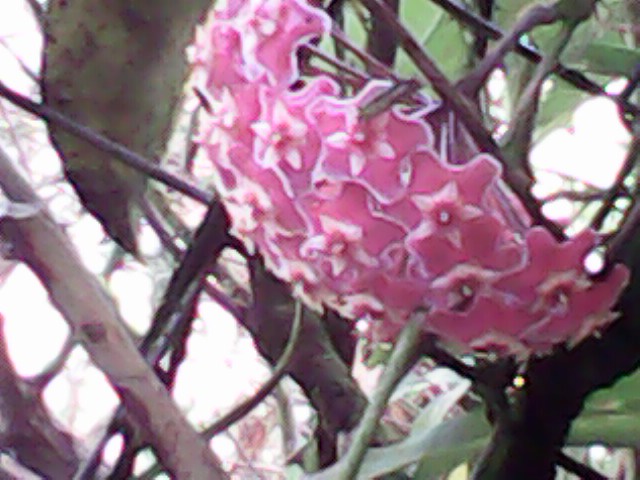 Miosotis Imagen & Foto | plantas, flores, enredadera Fotos de fotocommunity