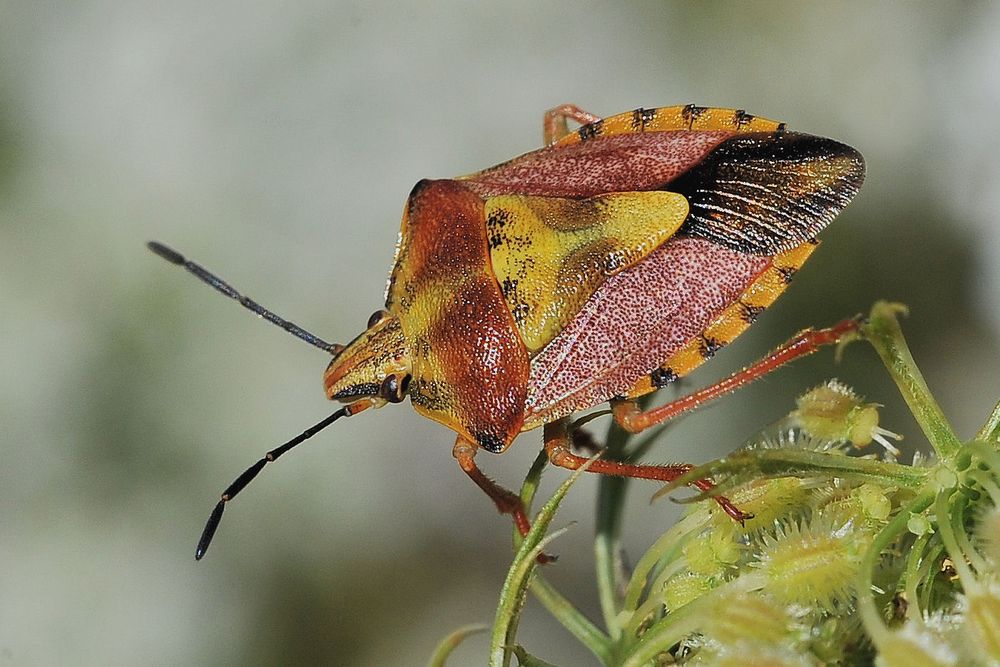 Mir 3 528 Foto % Immagini| macro nature, macro insectes, nature Foto su ...