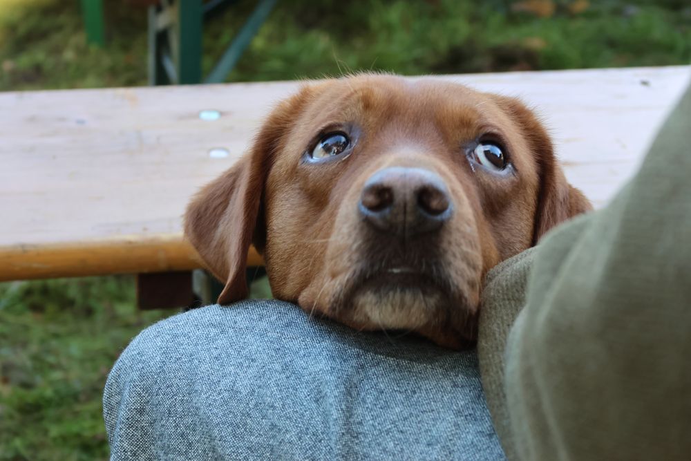 Mir ist ja soooo langweilig Foto & Bild | tiere, haustiere, hunde ...