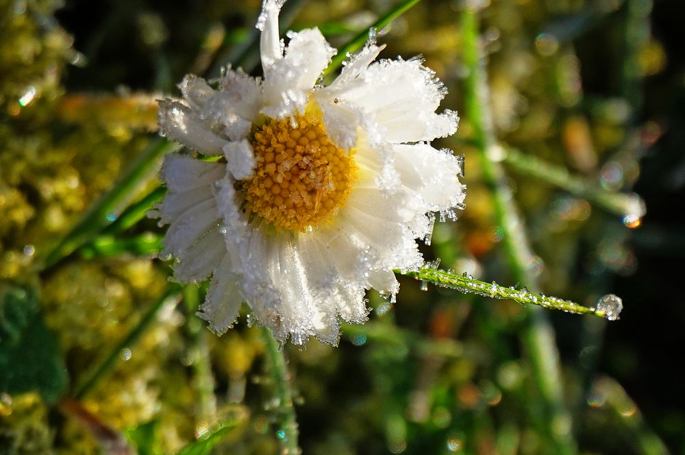 Mir ist so kalt! Foto & Bild | world, makro, natur Bilder auf fotocommunity