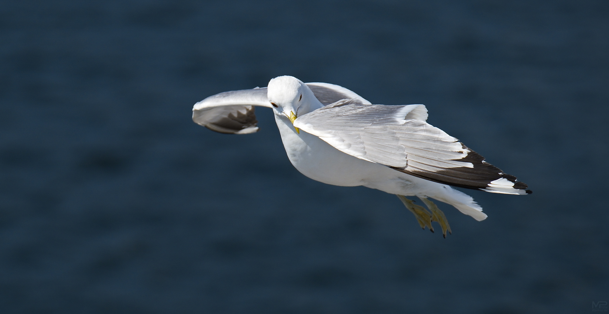 Mir juckt es am Schnabel ;) Foto & Bild | hafen, fliegen, vogel Bilder ...