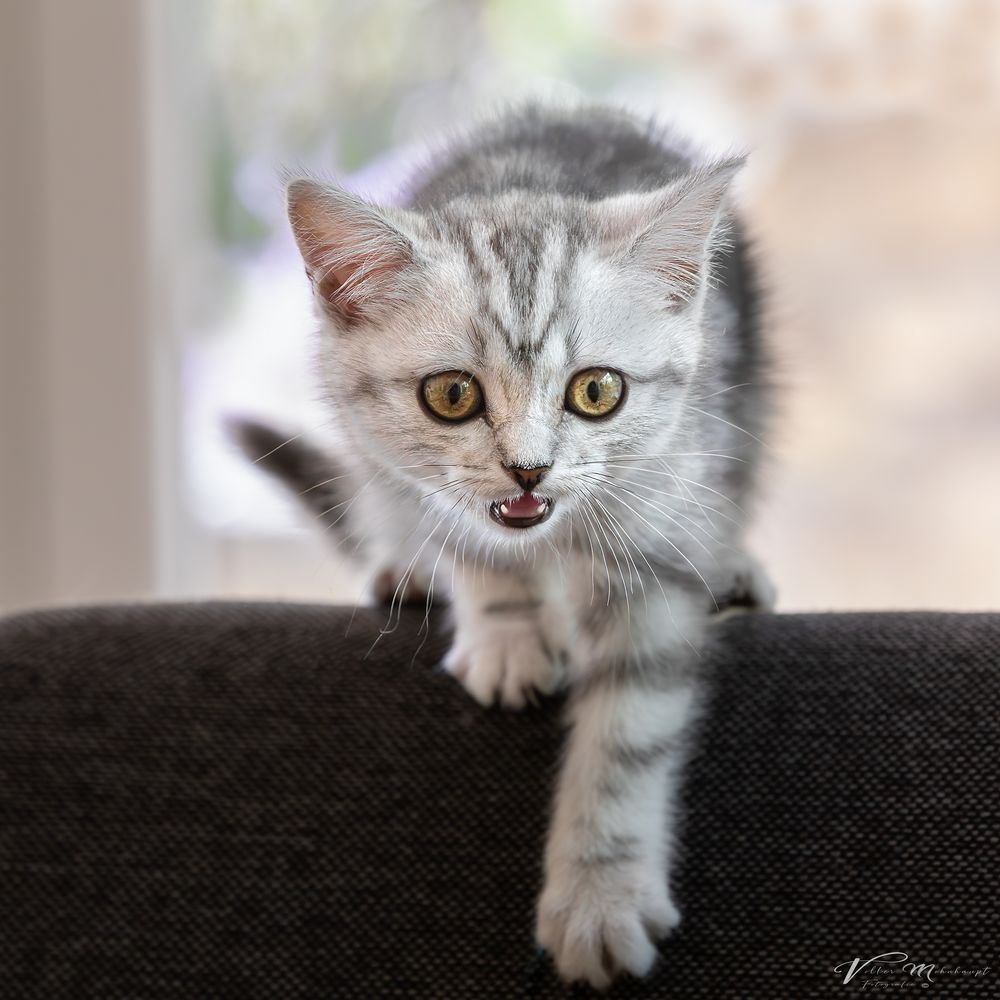 MIRA Foto & Bild | tiere, haustiere, katzen Bilder auf fotocommunity