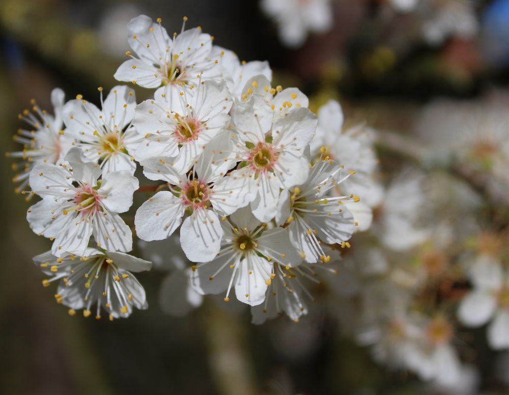 Mirabelle ... Foto & Bild | outdoor, bäume, grün Bilder auf fotocommunity