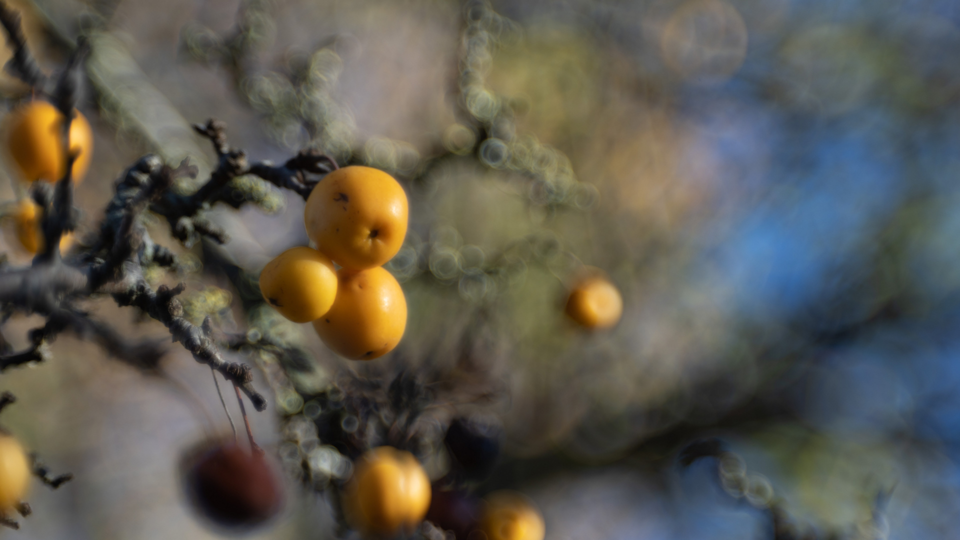 Mirabellen Foto & Bild | pflanzen, pilze & flechten, jahreszeiten ...