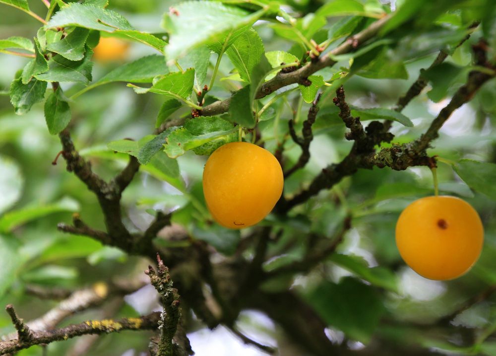 Mirabellen ... Foto & Bild | dokumentation, outdoor, bäume Bilder auf ...