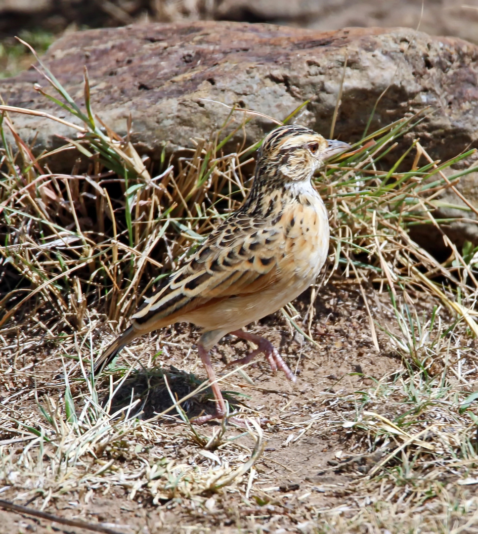 Mirafra africana,Rufous-naped lark + 2 Bilder Foto & Bild | natur ...