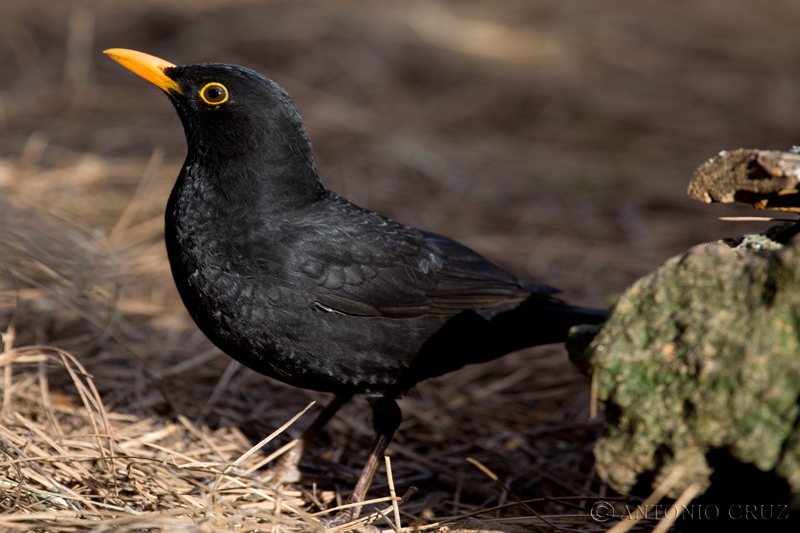Mirlo común (Turdus merula cabrerae) Imagen & Foto | animales, aves ...