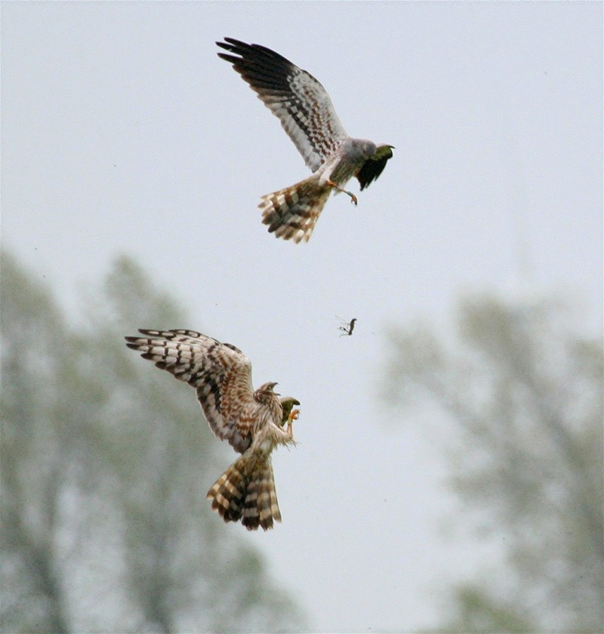 Mischehe Foto & Bild | tiere, wildlife, wild lebende vögel Bilder auf ...