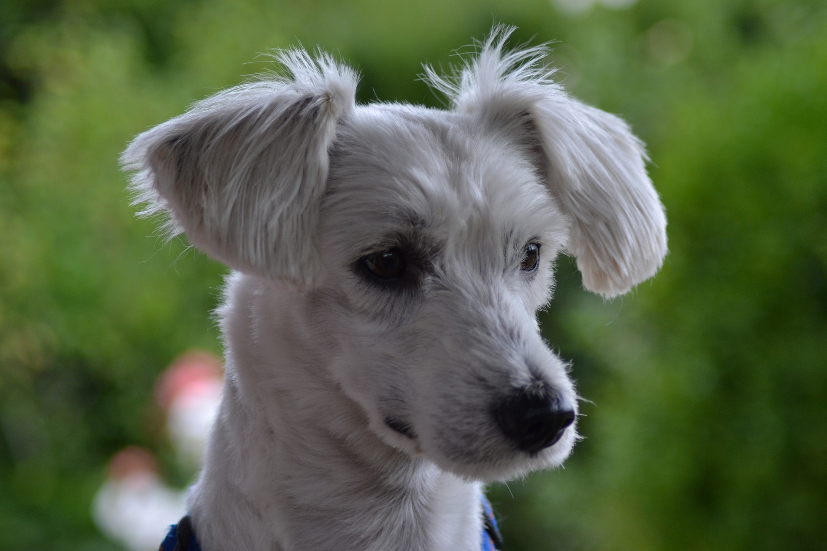 Mischling Foto & Bild | tiere, haustiere, hunde Bilder auf fotocommunity