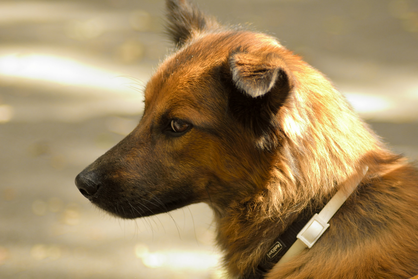 Mischling Foto & Bild | tiere, haustiere, hunde Bilder auf fotocommunity