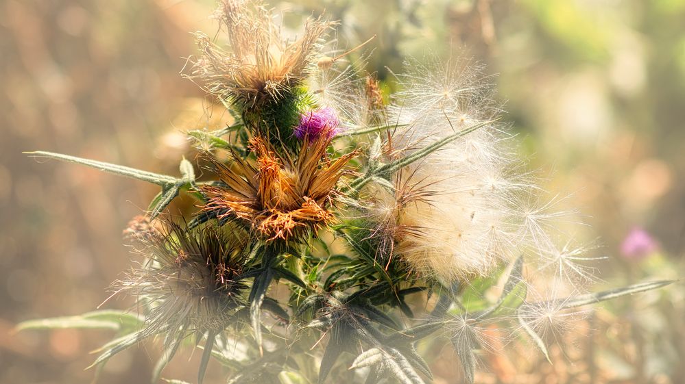 Mischmasch am Wegesrand Foto & Bild | europe, stillleben, Österreich ...