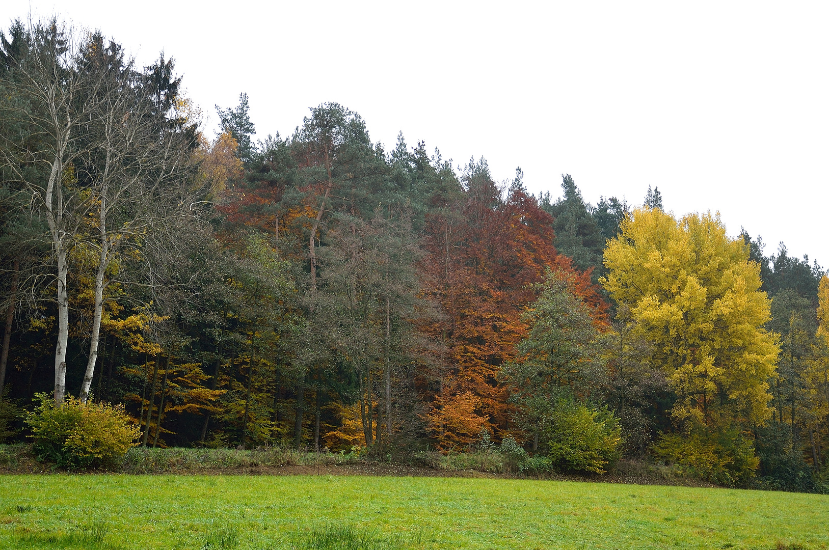 Mischwald Foto & Bild | jahreszeiten, herbst, natur Bilder auf ...
