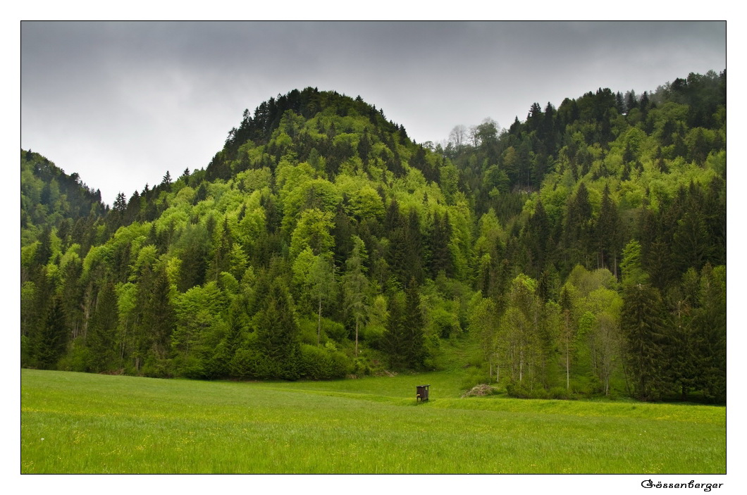 Mischwald Foto & Bild | pflanzen, pilze & flechten, bäume, laubbäume ...