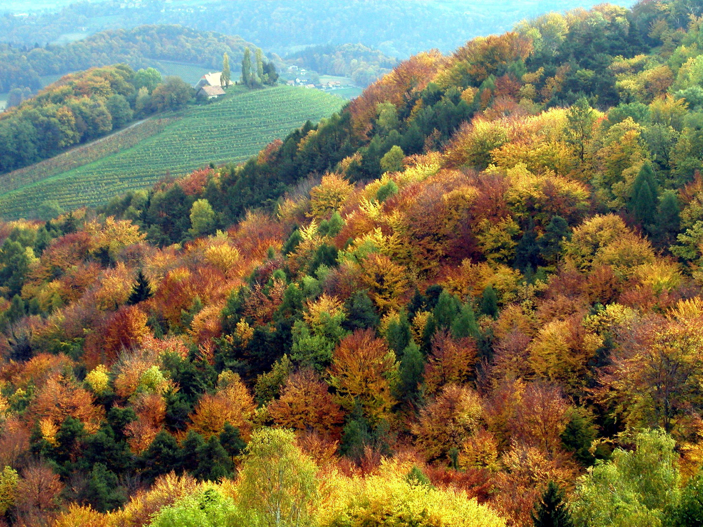 Mischwald Foto & Bild | landschaft, wald, natur Bilder auf fotocommunity