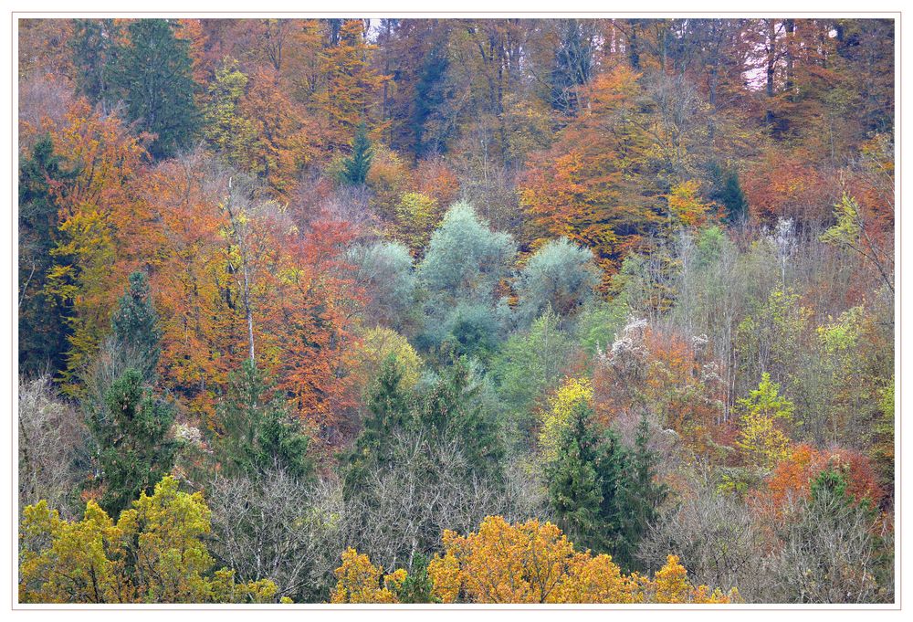 Mischwald im Herbst. Foto & Bild | landschaft, wald, natur Bilder auf ...