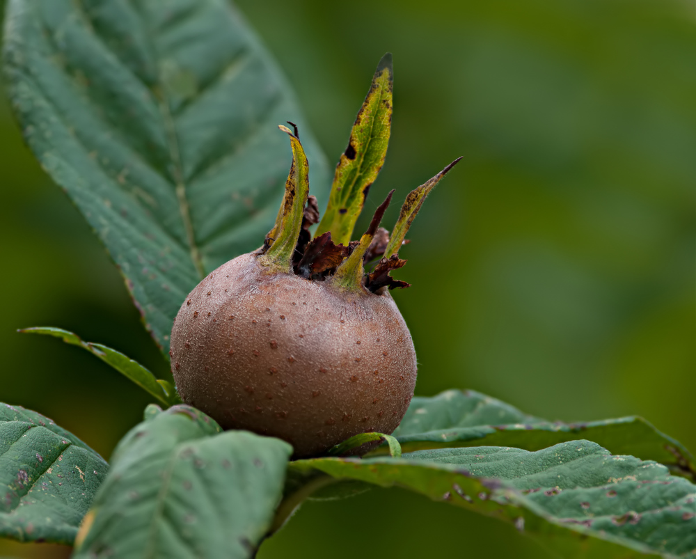 Mispel Foto & Bild | pflanzen, pilze & flechten, früchte und beeren ...