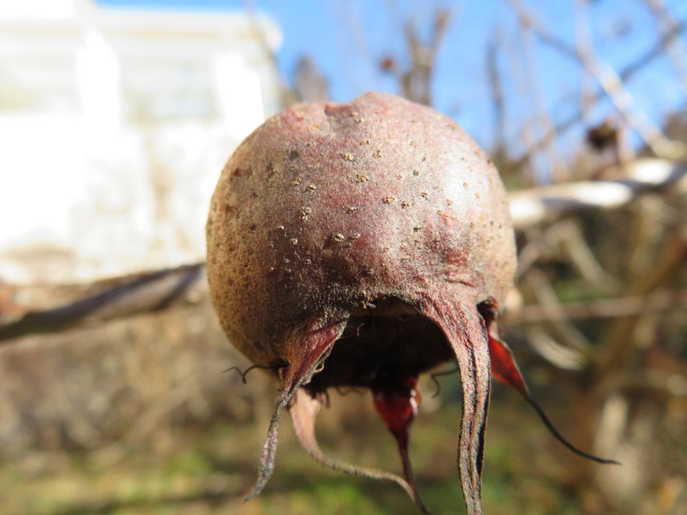 Mispel Foto & Bild | pflanzen, samen, natur, pflanzen Bilder auf fotocommunity