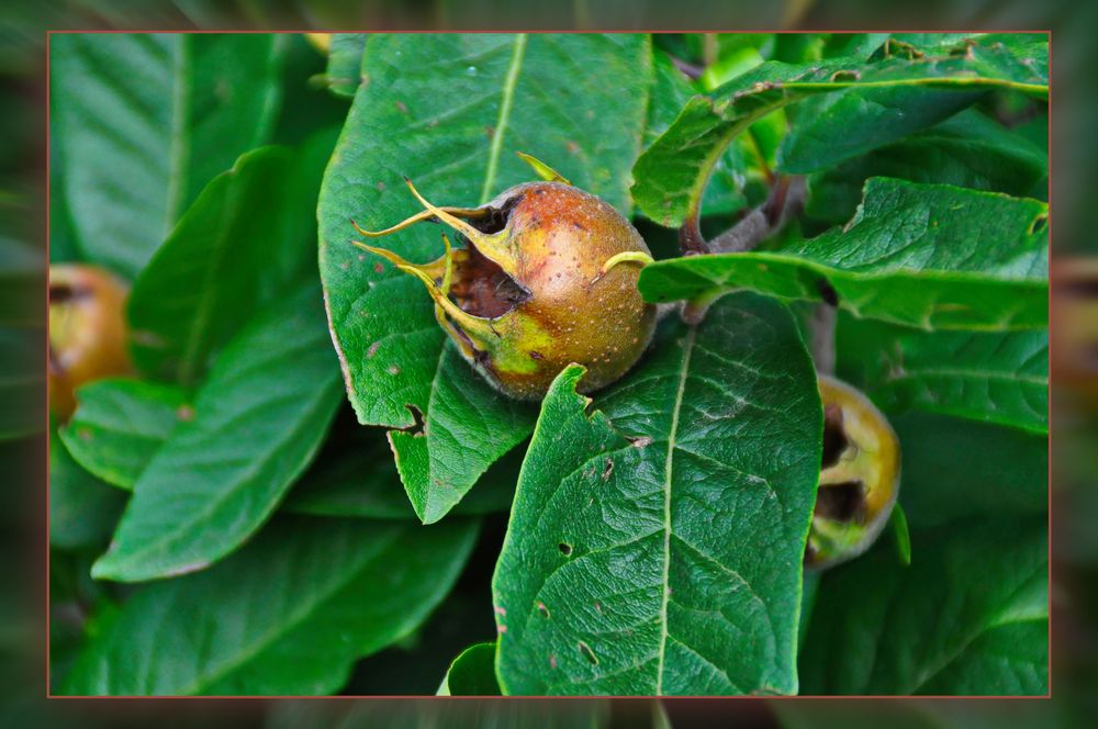 Mispel Foto & Bild | bäume, natur, pflanzen Bilder auf fotocommunity