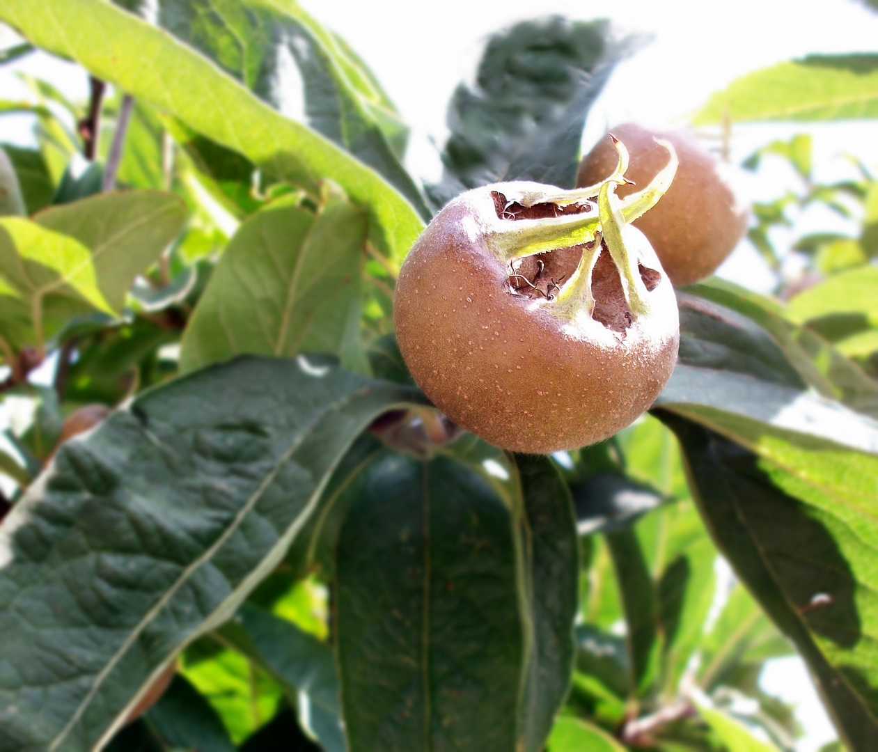 Mispel Foto & Bild | bäume, natur, obst Bilder auf fotocommunity