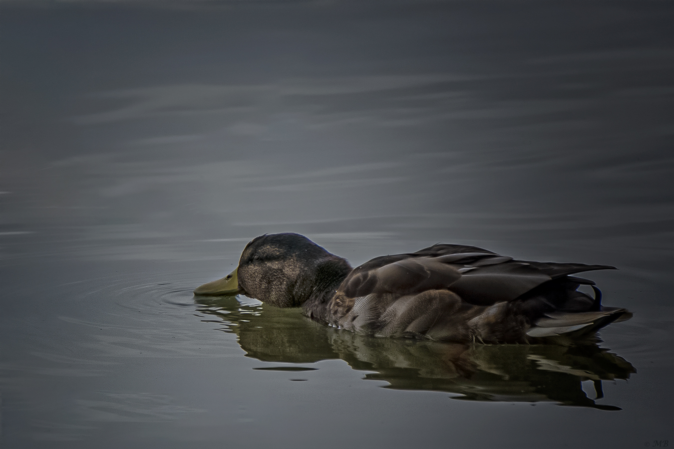 Miss Duck Dreams Foto & Bild | tiere, wildlife, wild lebende vögel ...