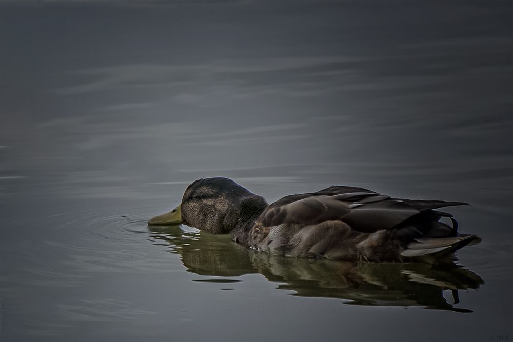Miss Duck Dreams Foto & Bild | tiere, wildlife, wild lebende vögel ...