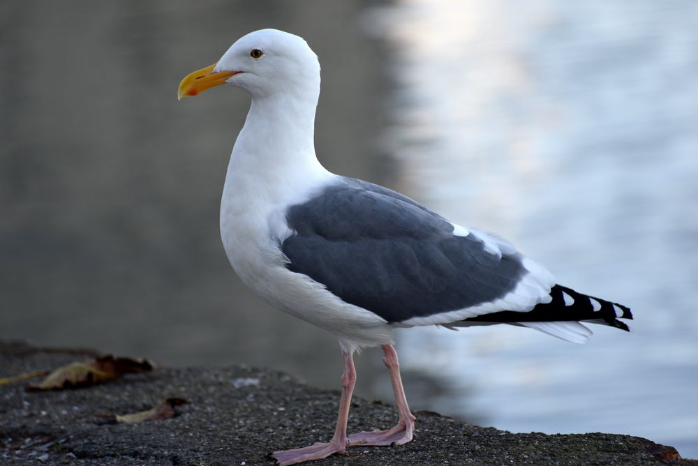 misstrauisch Foto & Bild | tiere, wildlife, wild lebende vögel Bilder ...