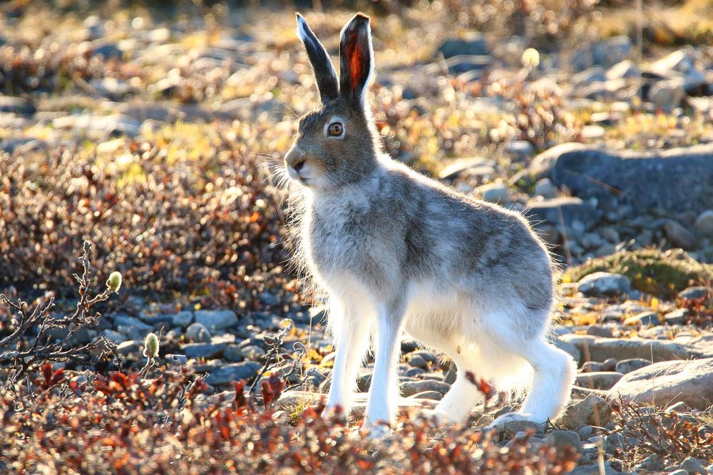 Mißtrauisch ... Foto & Bild | tiere, wildlife, natur Bilder auf ...