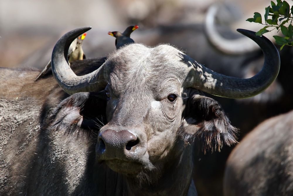 misstrauisch? Foto & Bild | natur, paarhufer, tiere Bilder auf ...