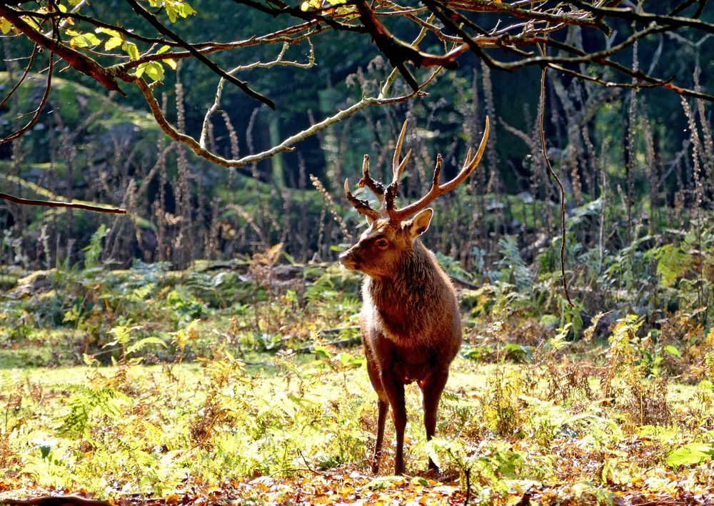 Misstrauisch Foto & Bild | wald, herbst, tiere Bilder auf fotocommunity
