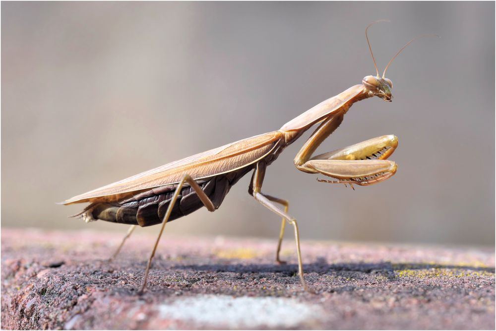 Misstrauisch Foto & Bild | outdoor, natur, insekt Bilder auf fotocommunity