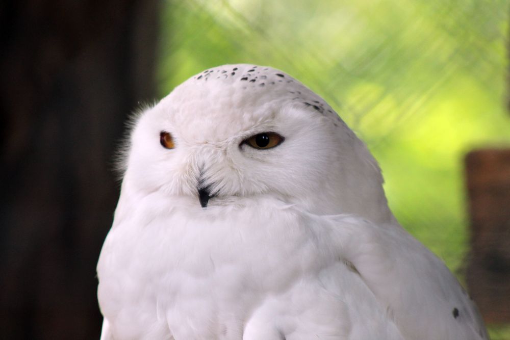 misstrauisch Foto & Bild | natur, tiere, vögel Bilder auf fotocommunity