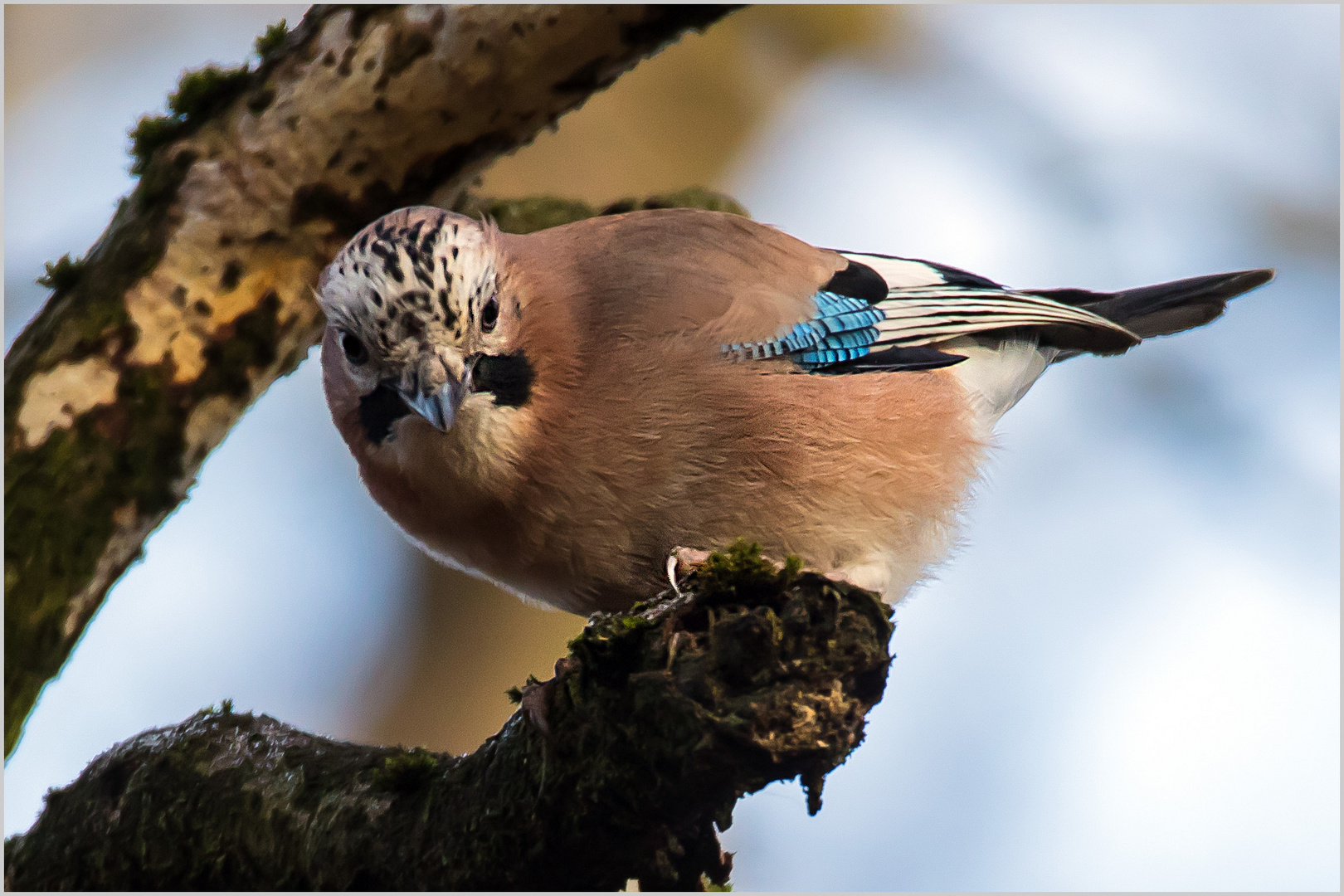 misstrauisch schaut der scheue Knabe zu mir Foto & Bild | tiere ...