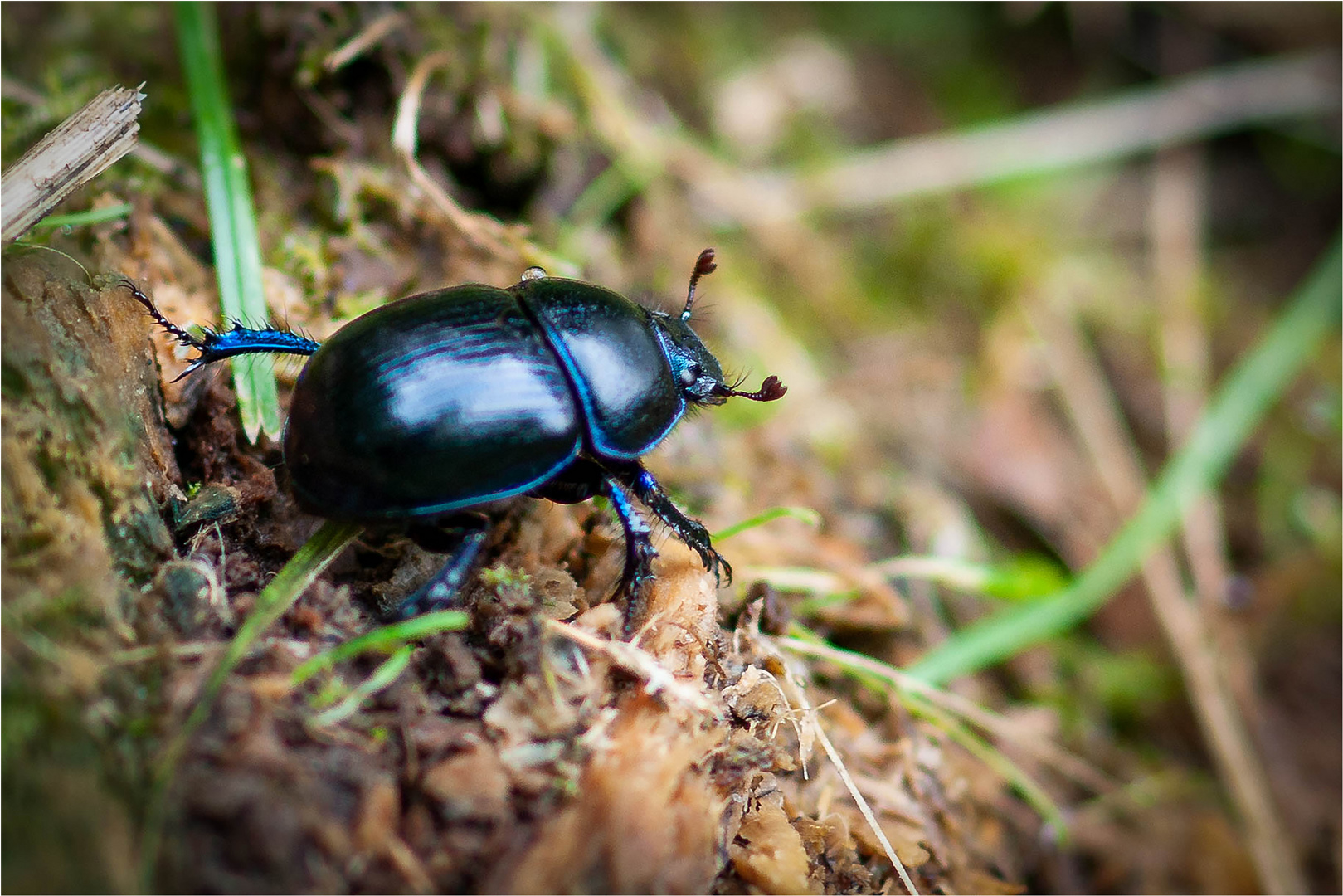 Mist-Käfer Foto & Bild | tiere, wildlife, insekten Bilder auf fotocommunity