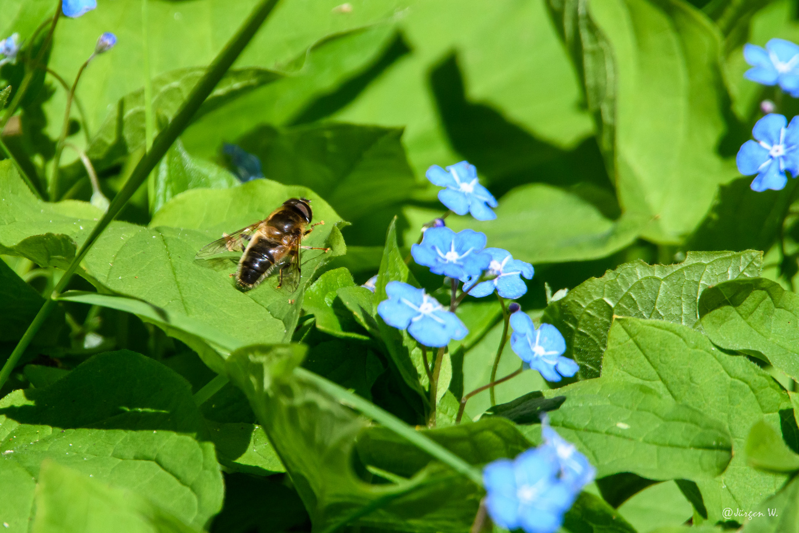 Mistbiene Foto & Bild | natur, pflanzen, tier Bilder auf fotocommunity