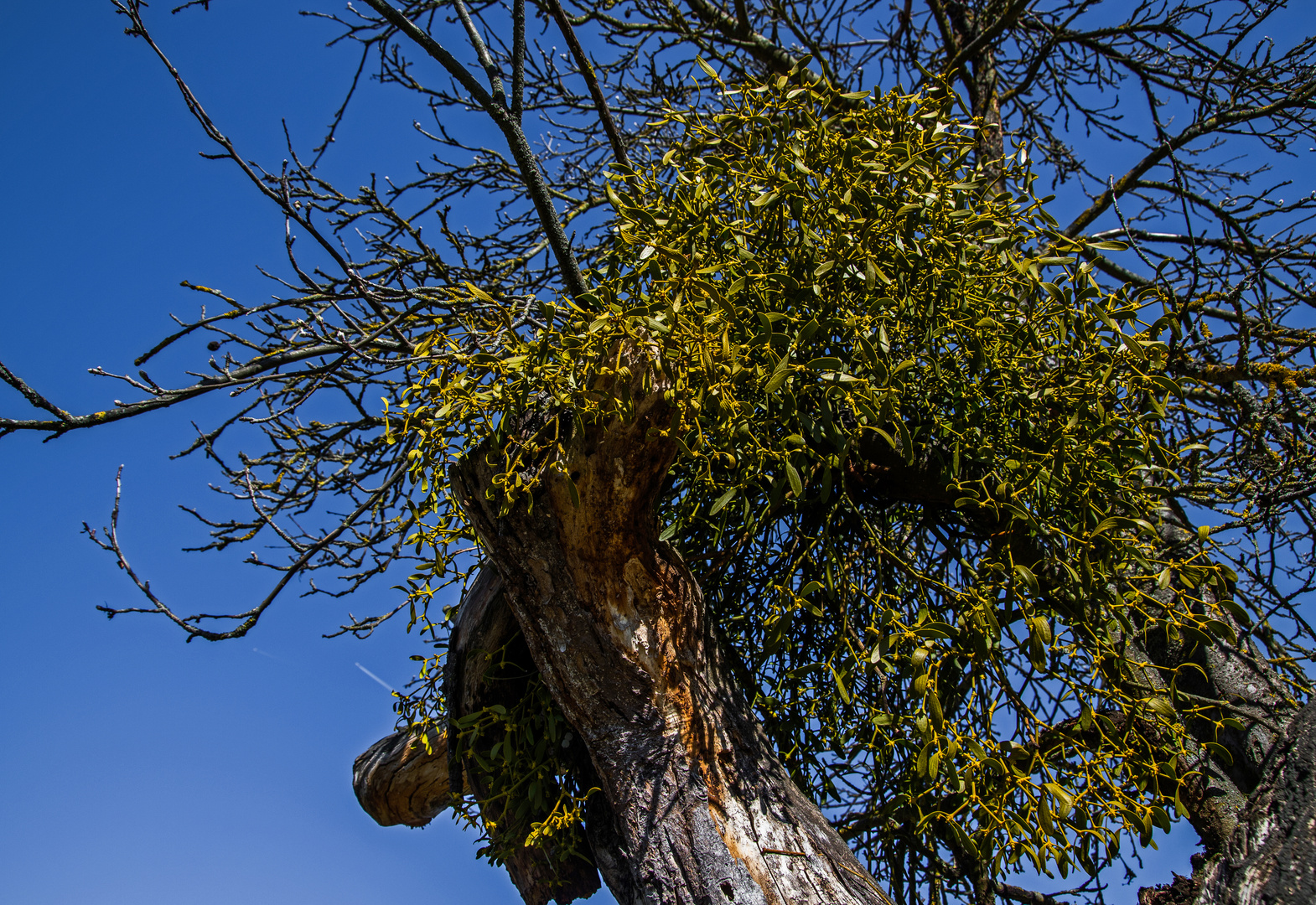 Mistel Foto & Bild | pflanzen, pilze & flechten, blüten ...
